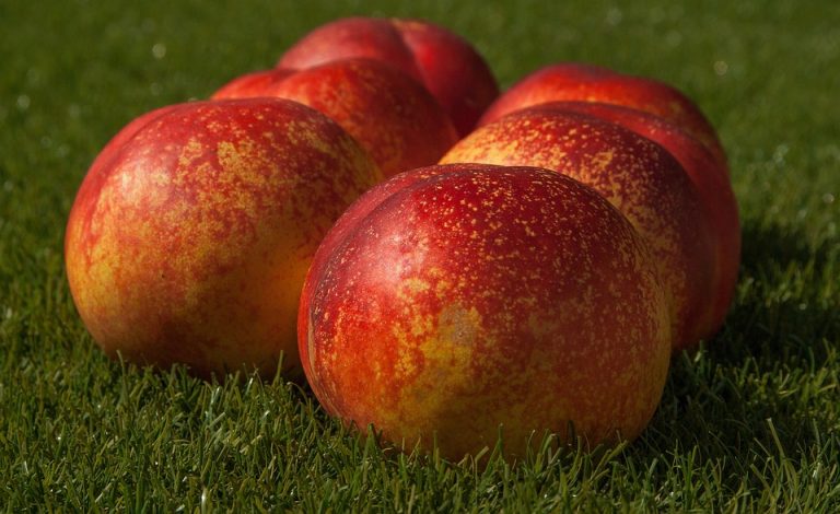 Comment Réparer Un Gazon Naturel Endommagé Ou Dégarni ? » Belle Déco
